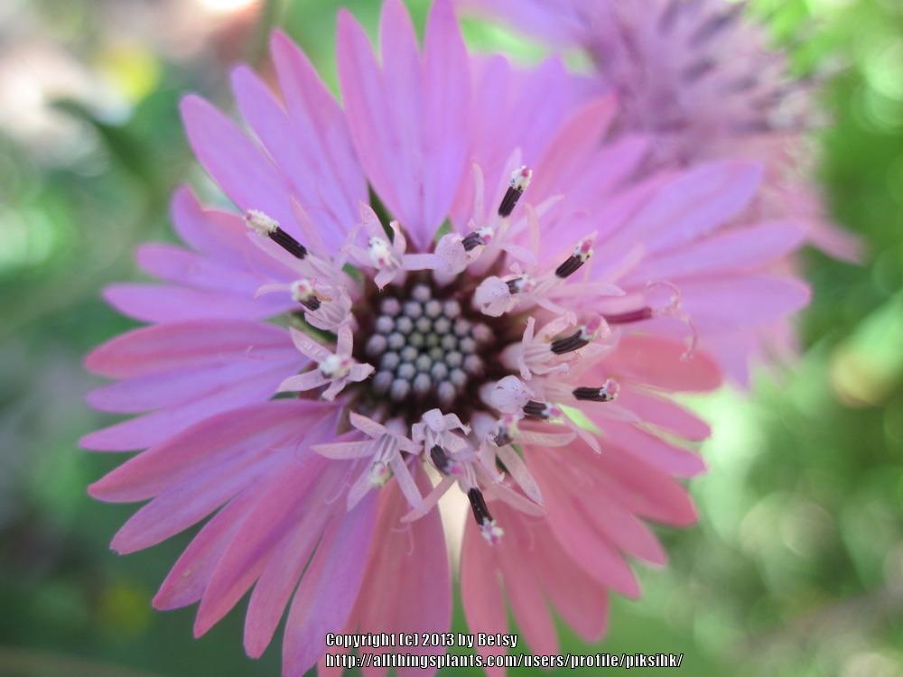 Photo of the stamens, filaments and pistils of Small palafox (Palafoxia ...