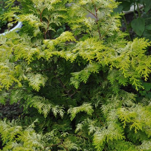 Golden Hinoki Cypress (Chamaecyparis obtusa 'Crippsii') - Garden.org