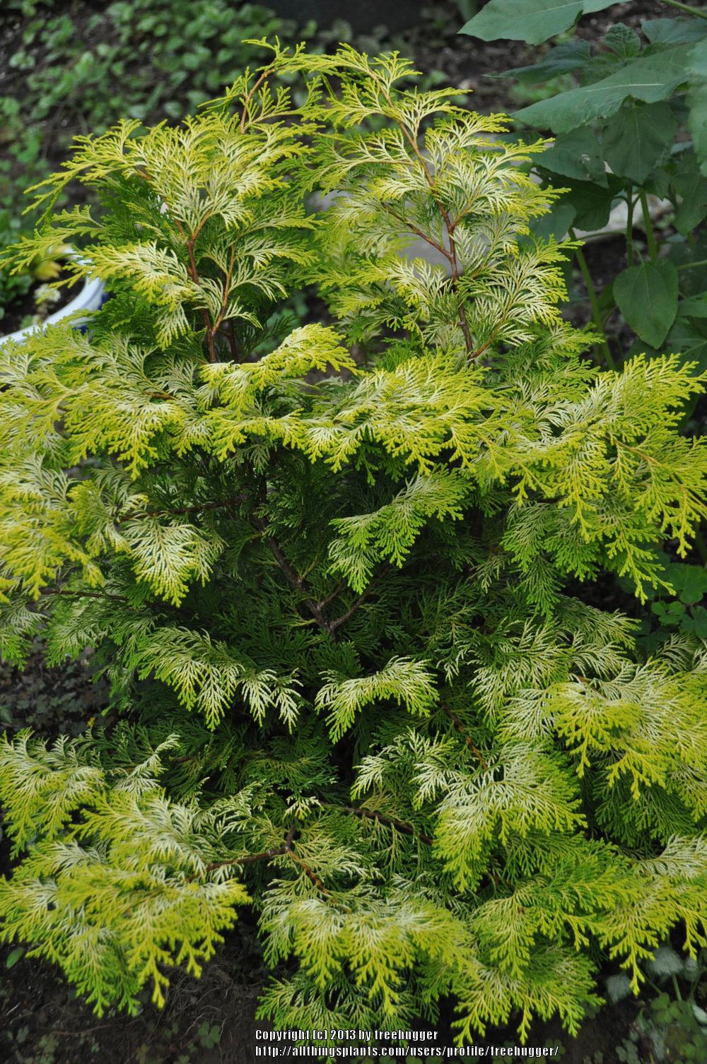 Golden Hinoki Cypress (Chamaecyparis obtusa 'Crippsii') - Garden.org