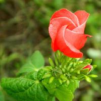 Photo of the closeup of buds, sepals and receptacles of Turk's Cap (Malvaviscus arboreus) posted ...