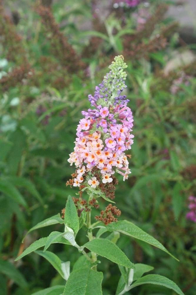 Photo of the bloom of Butterfly Bush (Buddleja davidii 'Bicolor ...