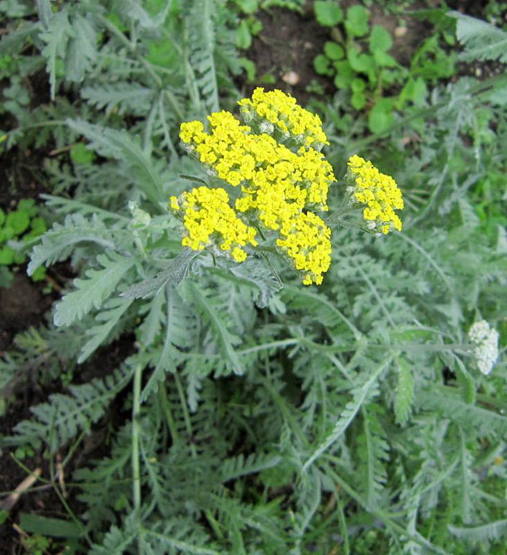 Photo of the entire plant of Woolly Yarrow (Achillea tomentosa ...
