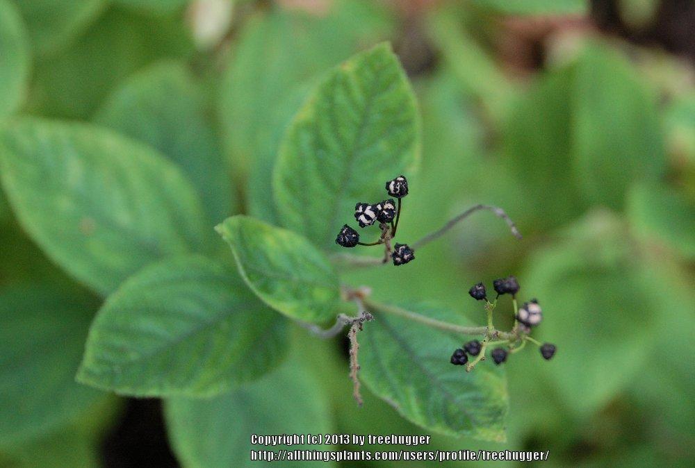 Photo of the fruit of New Jersey Tea (Ceanothus americanus) posted by ...