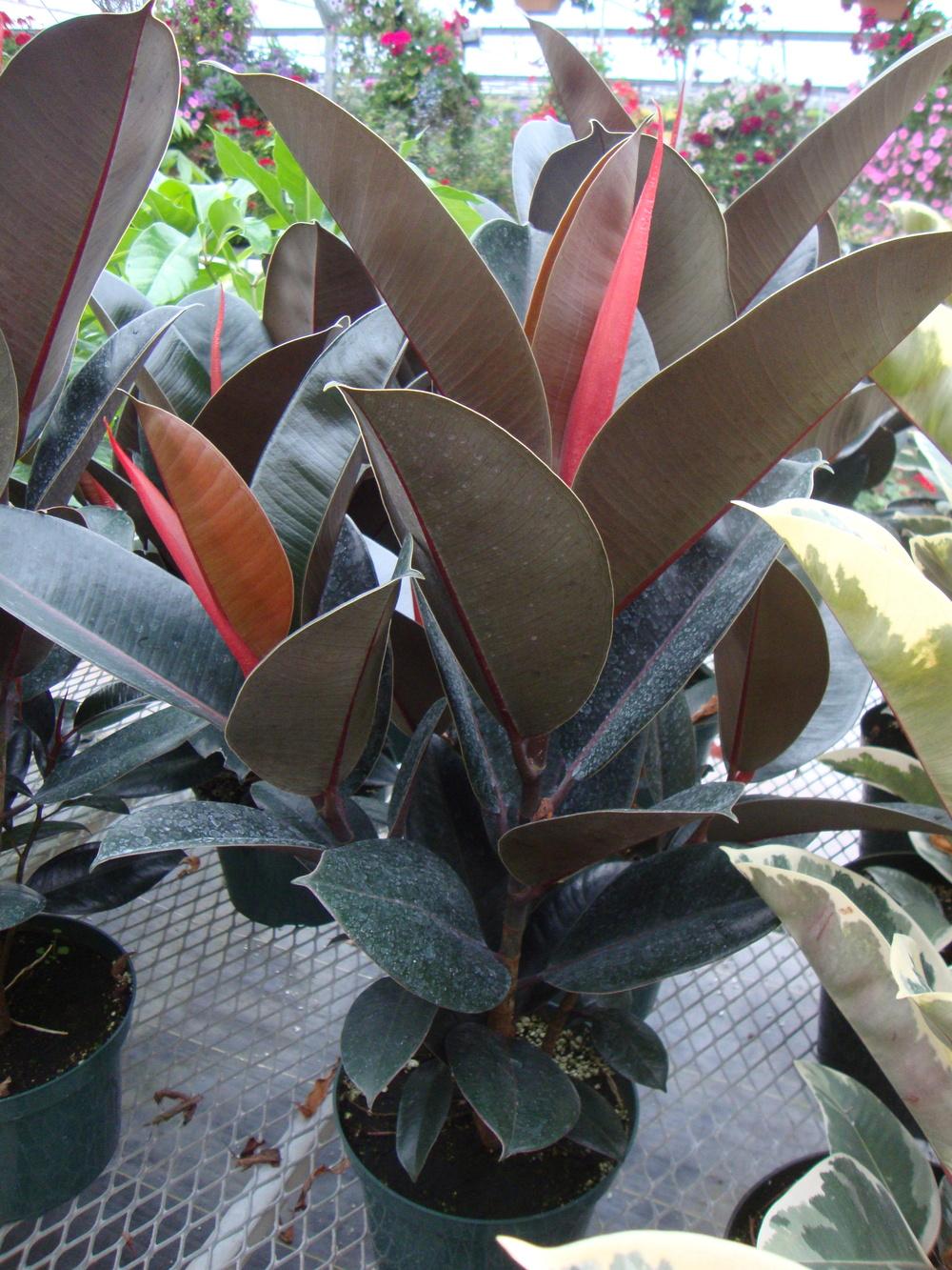 Photo of the entire plant of Rubber Tree (Ficus elastica Chroma ...