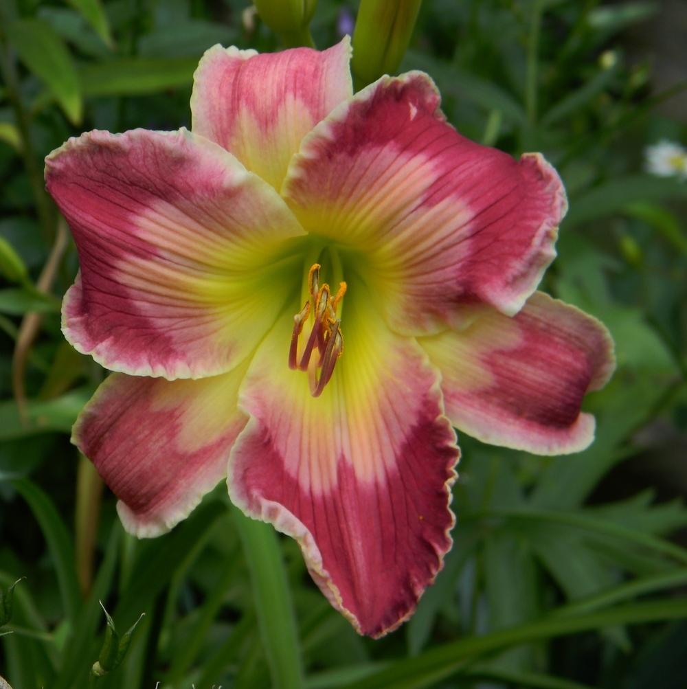 Photo of the bloom of Daylily (Hemerocallis 'Raspberry Flambe') posted ...