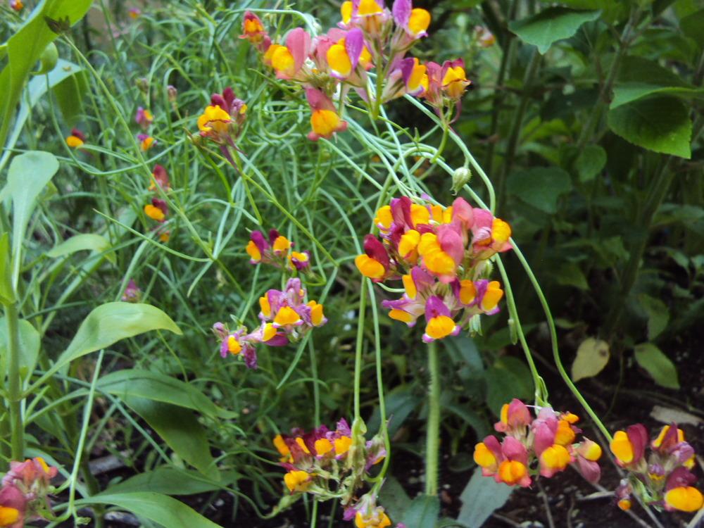 Spurred Snapdragon (Linaria pinifolia 'Flamenco') - Garden.org
