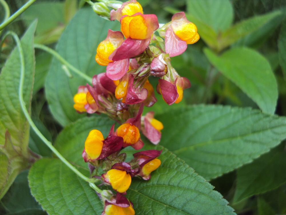 Photo of the bloom of Spurred Snapdragon (Linaria pinifolia 'Flamenco ...
