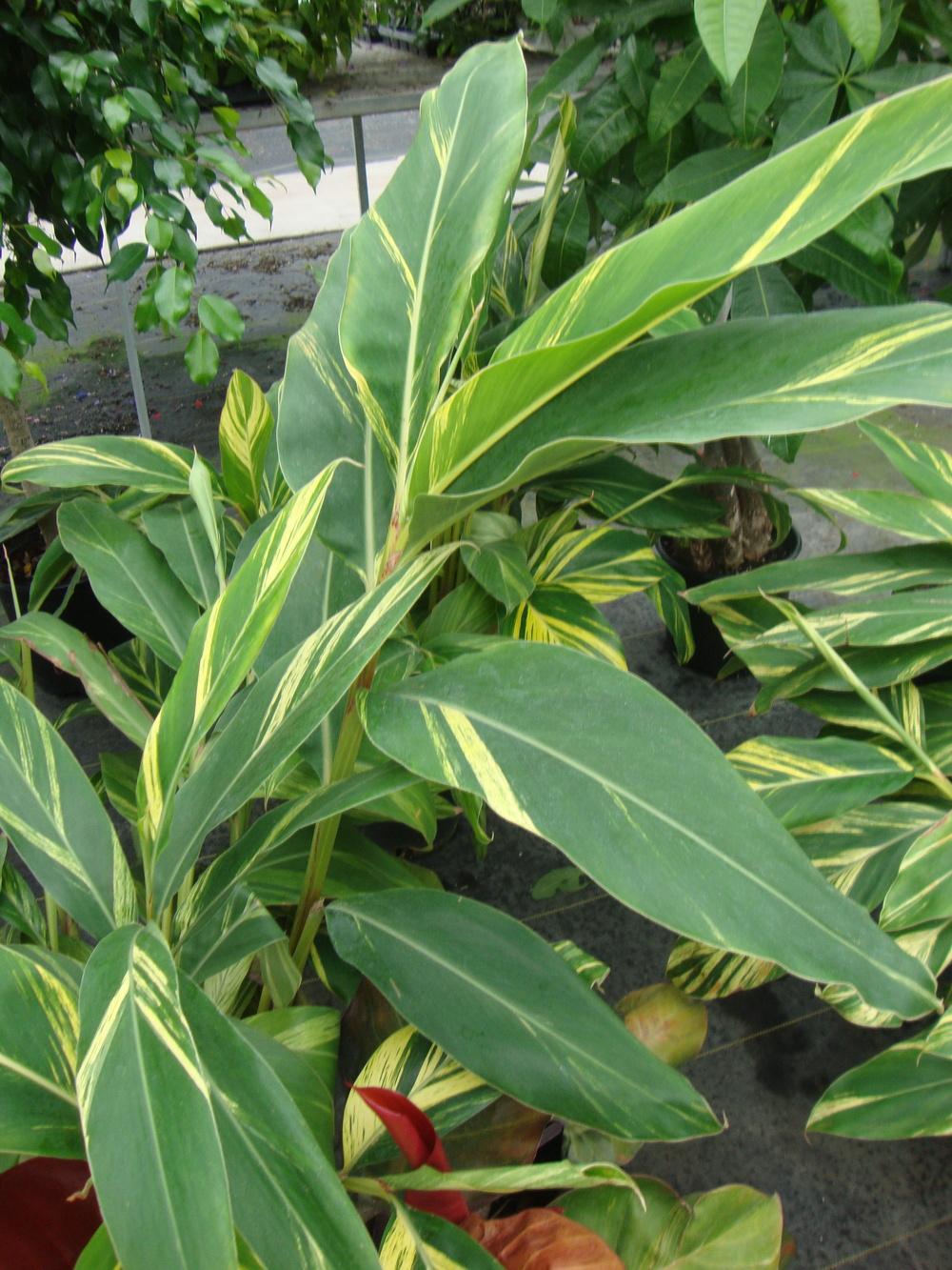 Photo of the leaves of Variegated Shell Ginger (Alpinia zerumbet ...