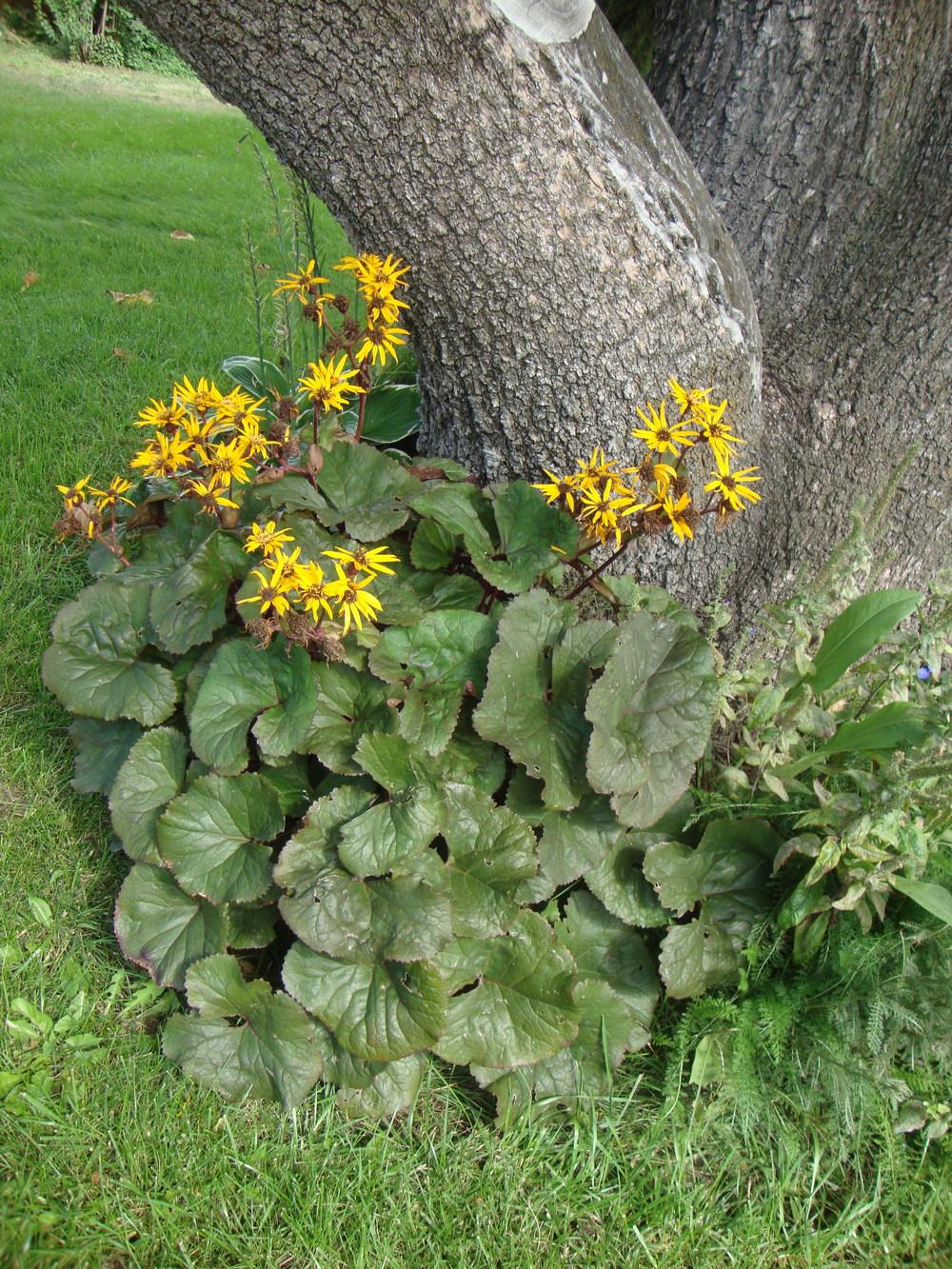 Ligularias: Plant Care and Collection of Varieties - Garden.org