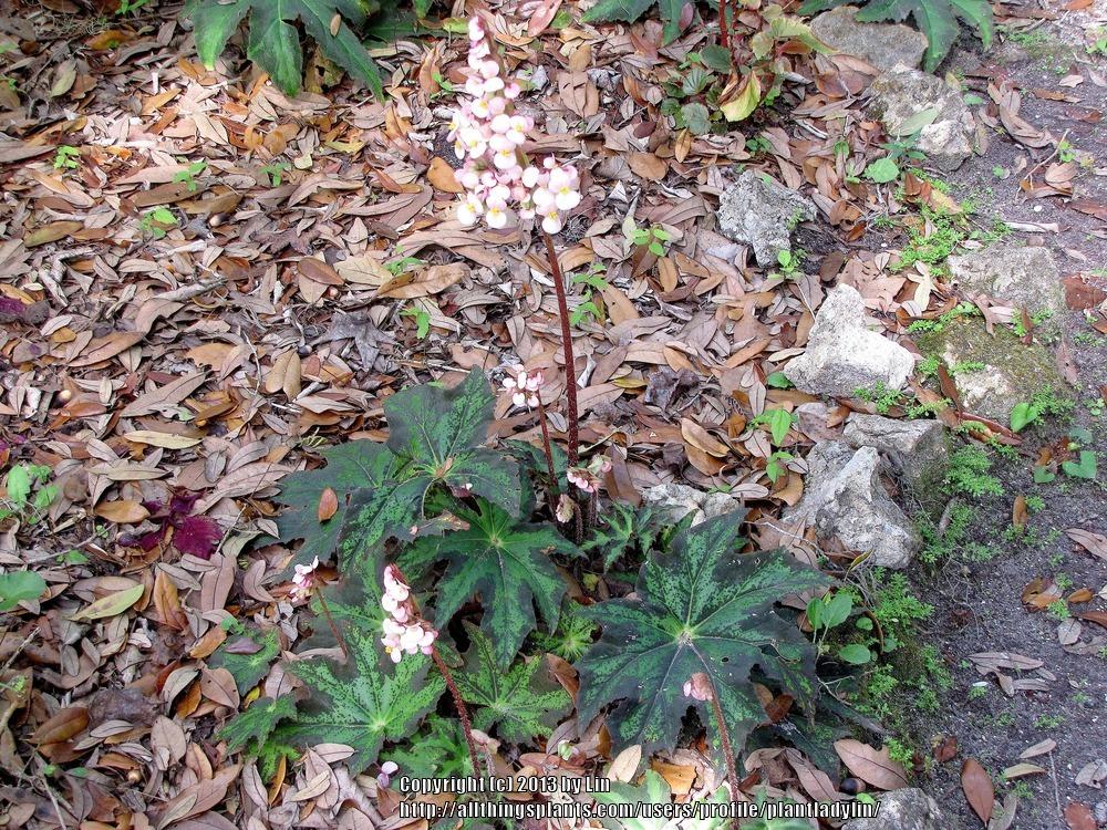 Photo of the entire plant of Star Begonia (Begonia heracleifolia ...