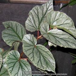 Begonia 'Frosty' in the Begonias Database - Garden.org