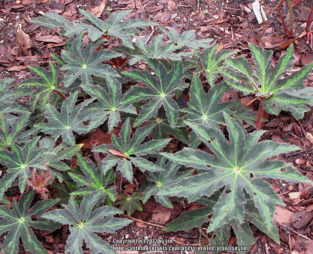 Photo of the leaves of Star Begonia (Begonia heracleifolia) posted by ...