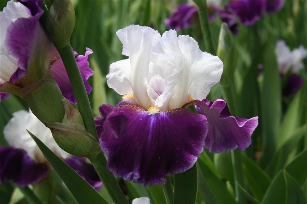 Photo of the bloom of Tall Bearded Iris (Iris 'Passion and Purity ...