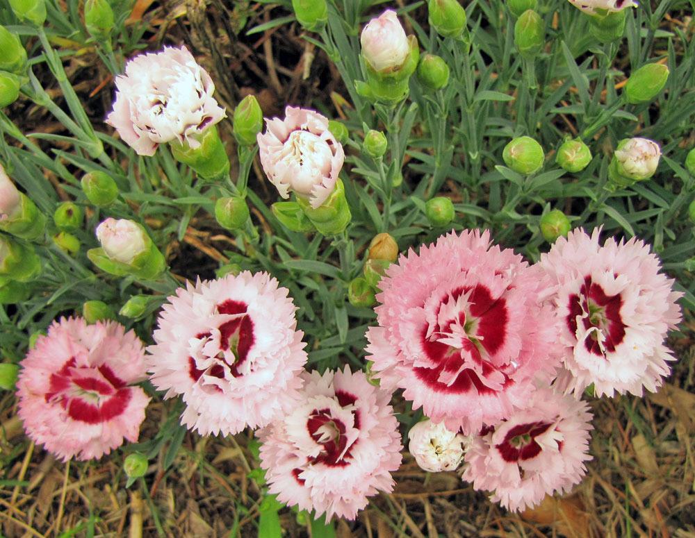 Photo of the bloom of Pinks (Dianthus Scent First® Raspberry Surprise ...