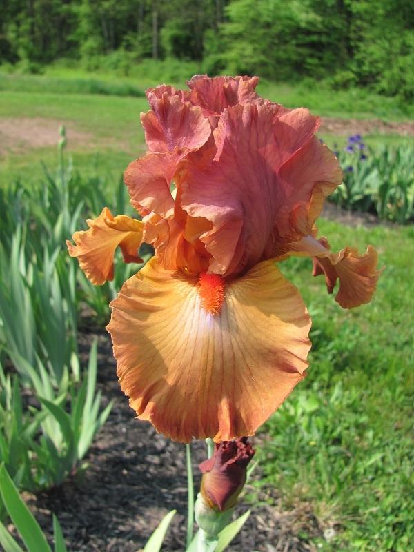 Photo of the bloom of Tall Bearded Iris (Iris 'Safari Sunset') posted ...