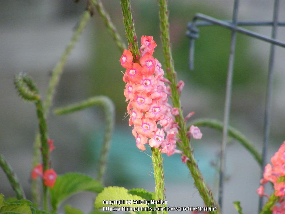 Photo of the bloom of Red Porterweed (Stachytarpheta mutabilis) posted ...