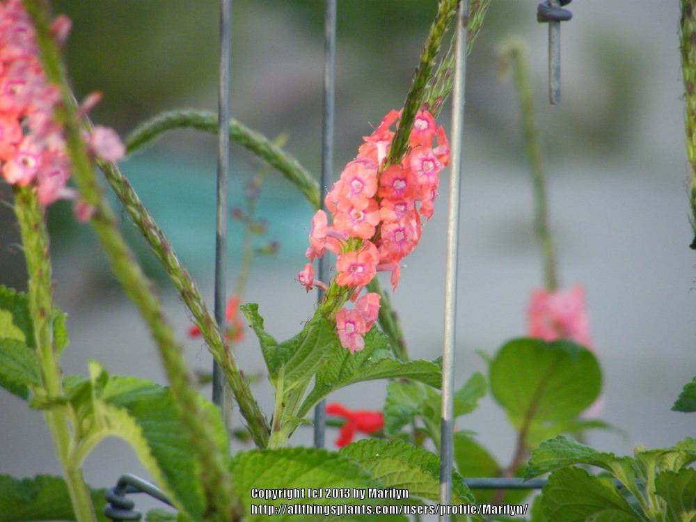 Photo of the bloom of Red Porterweed (Stachytarpheta mutabilis) posted ...