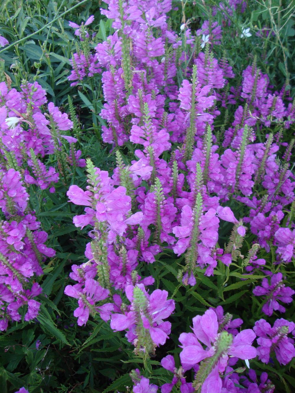 Photo of the bloom of Obedient Plant (Physostegia virginiana 'Vivid ...