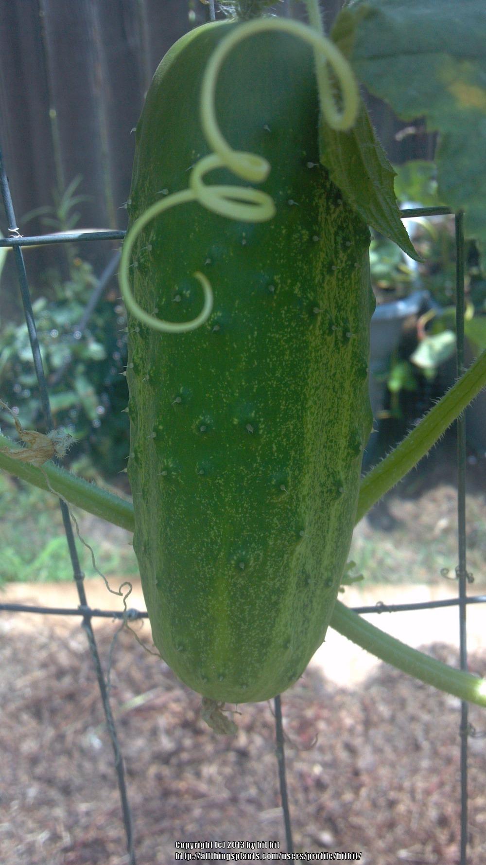 Cucumbers: Plant Care and Collection of Varieties - Garden.org