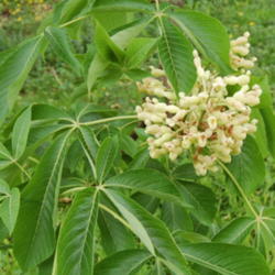 Photo of the fall color of Yellow Buckeye (Aesculus flava) posted by ...