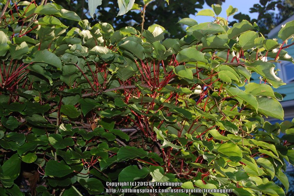 Photo of the leaves of Hardy Kiwi (Actinidia 'Issai') posted by ...