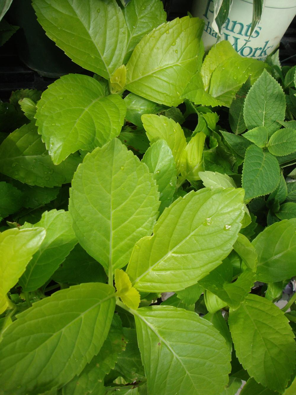 Photo of the leaves of Bigleaf Hydrangea (Hydrangea macrophylla 'Lemon ...