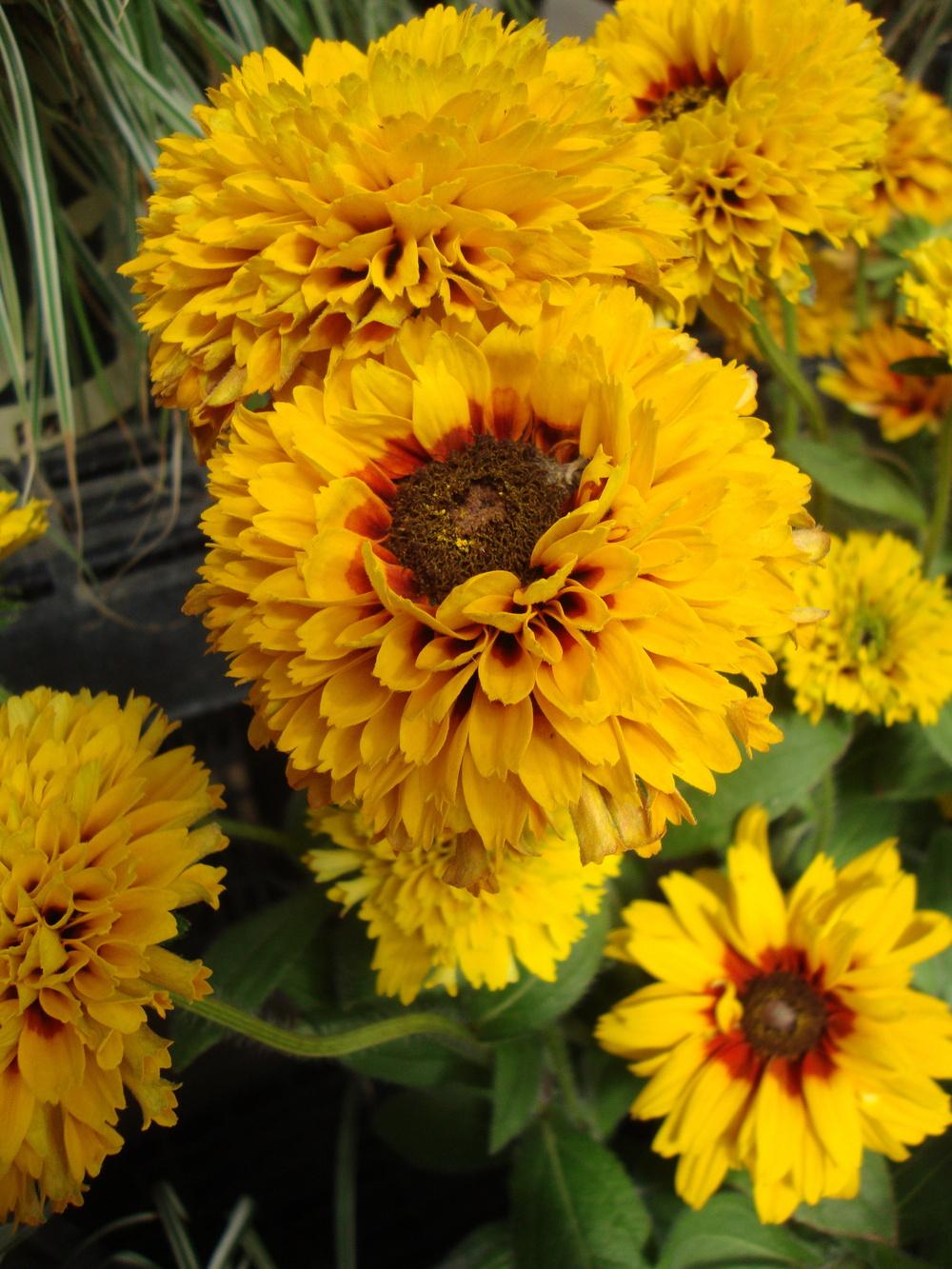 Photo of the bloom of Black-eyed Susan (Rudbeckia hirta 'Cherokee ...