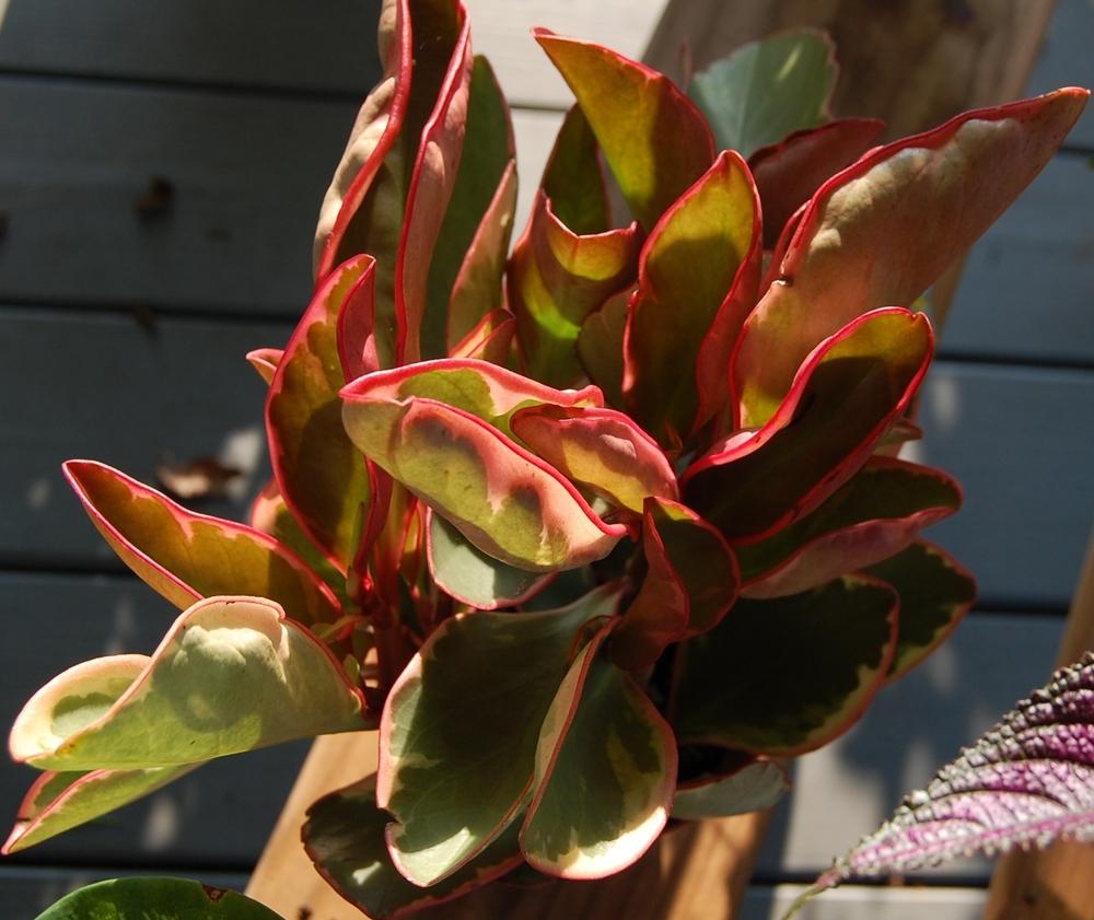 Photo of the leaves of Red Edge Peperomia (Peperomia tricolor) posted ...