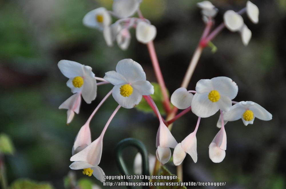 Hardy Begonia (Begonia grandis subsp. grandis 'Alba') in the Begonias ...