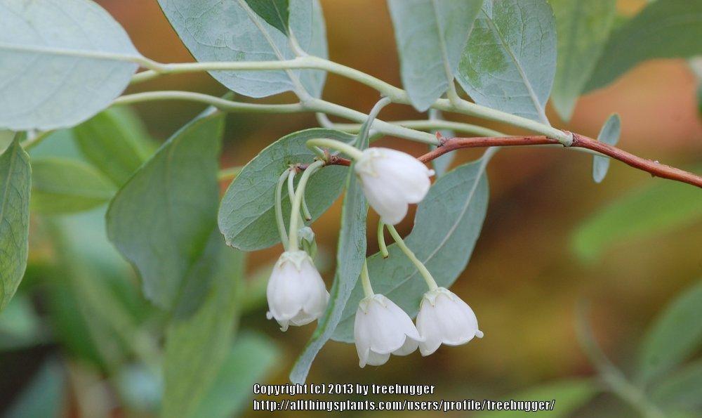 Photo of the bloom of Dusty Zenobia (Zenobia pulverulenta) posted by ...