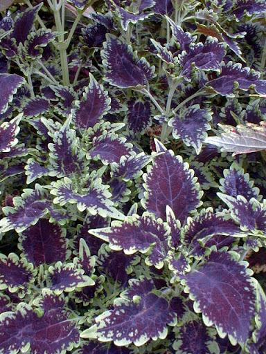 Photo of the leaves of Coleus (Coleus scutellarioides 'Black Magic ...