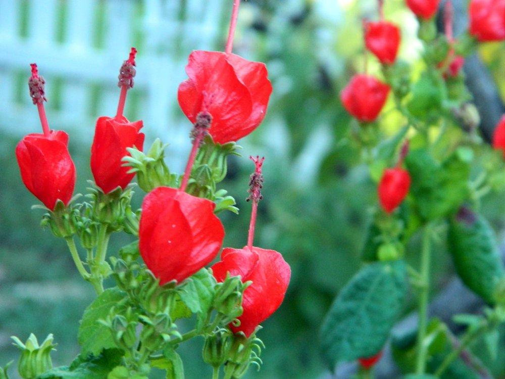 Photo of the bloom of Turk's Cap (Malvaviscus arboreus) posted by wildflowers - Garden.org