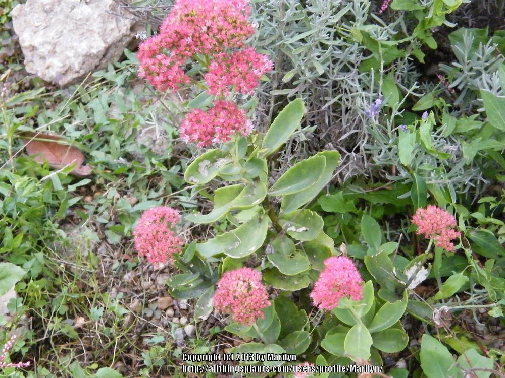 Photo of the entire plant of Stonecrop (Hylotelephium spectabile ...