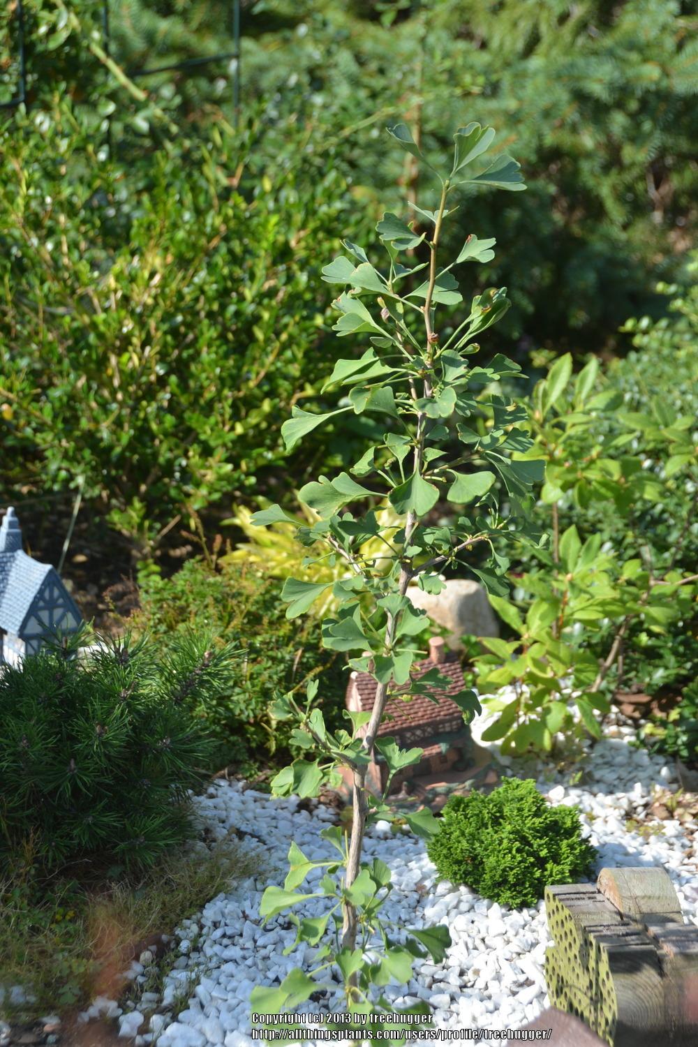 Ginkgo biloba 'Green Pagoda' - Garden.org
