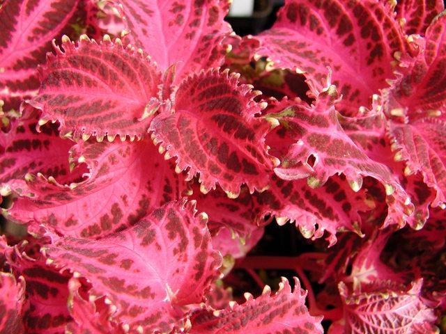 Coleus (Coleus scutellarioides 'Raspberry Ruffles') in the Coleus ...