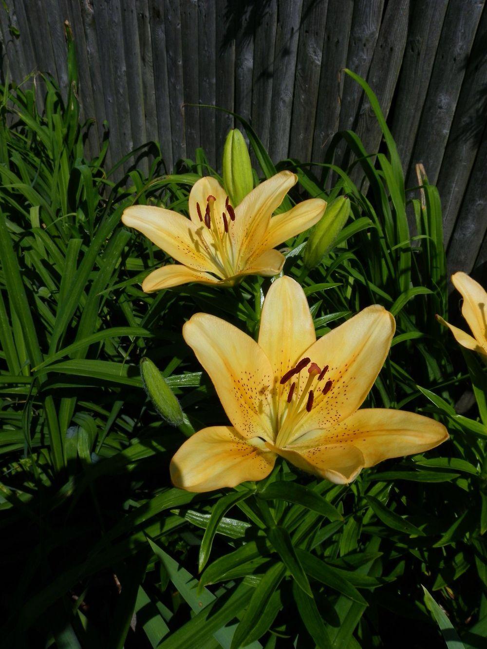 Lily (Lilium 'Bestseller') in the Lilies Database - Garden.org