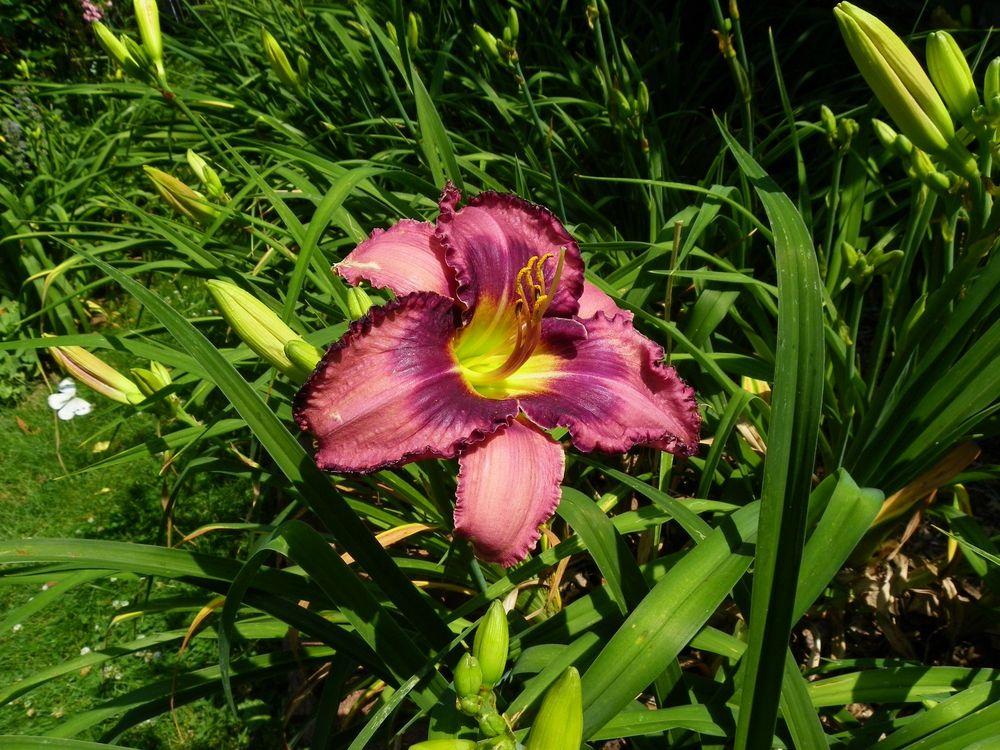 Photo of the bloom of Daylily (Hemerocallis 'Russian Ragtime') posted ...