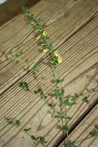 Low rattlebox (Crotalaria pumila) - Garden.org