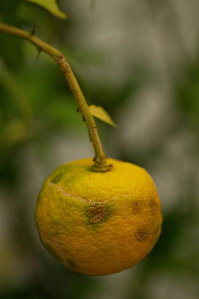 Yuzu (Citrus junos) in the Citrus Fruits Database - Garden.org