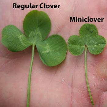 Micro Clover (Trifolium repens Miniclover®) - Garden.org