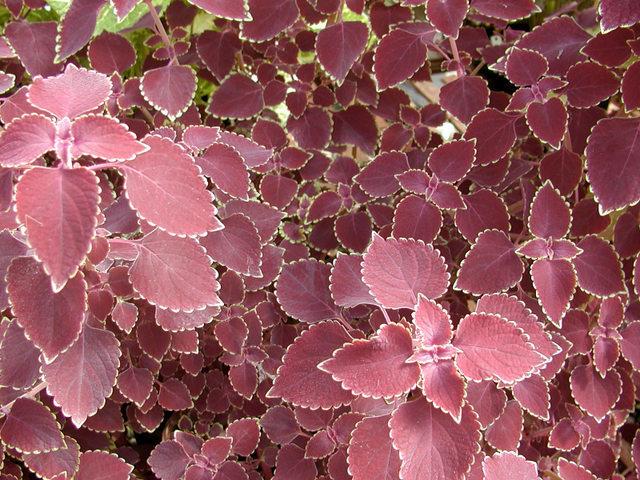 Coleus (Coleus scutellarioides 'Trailing Red') in the Coleus Database ...
