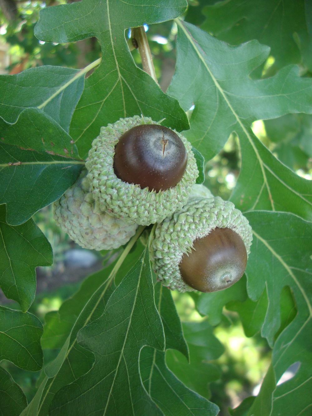 Quercus Macrocarpa Acorn