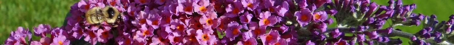 Banner for November 16, 2020 by mcash70 in the Site Banners forum ...