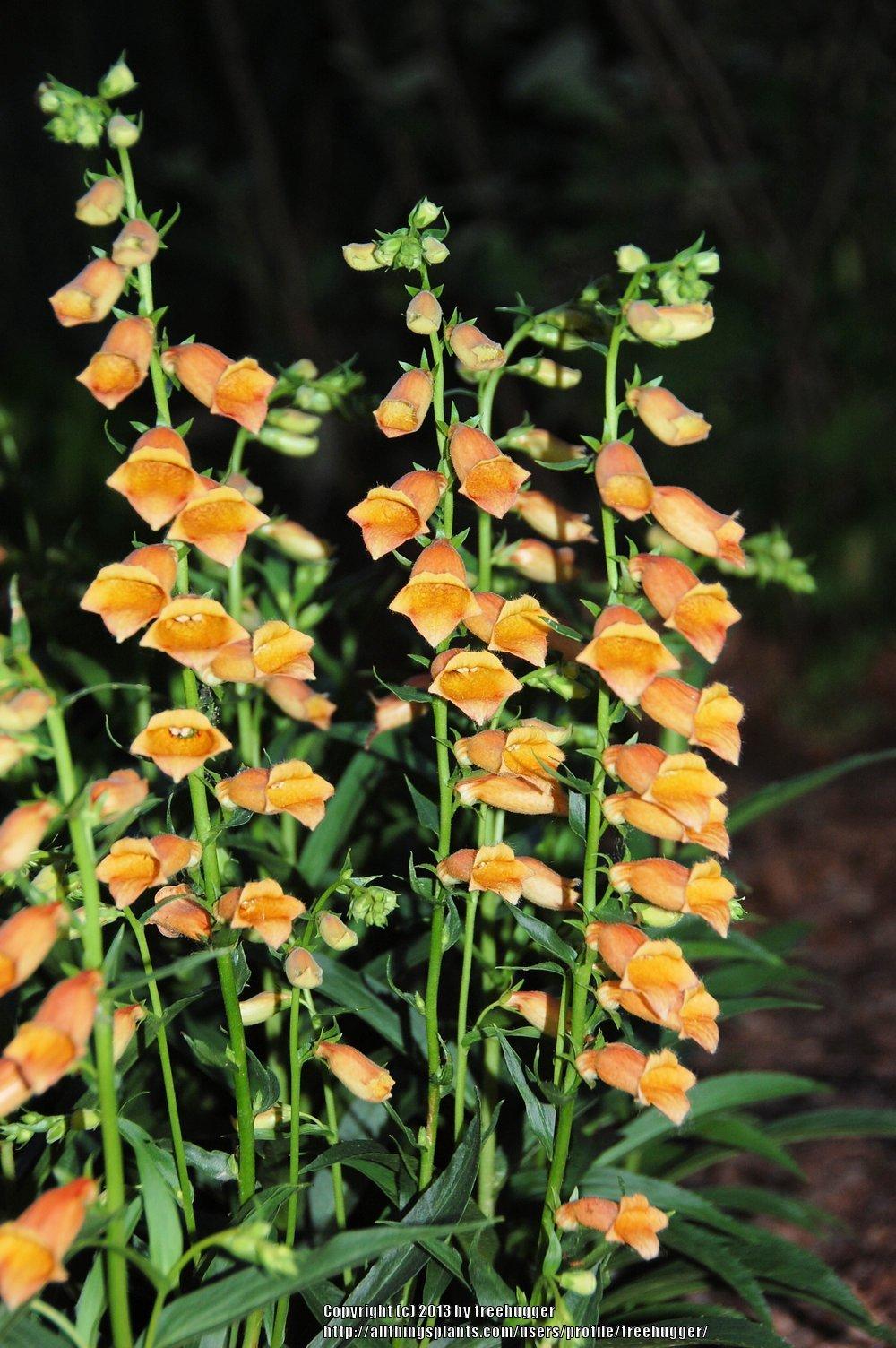 Foxglove (Digitalis Goldcrest) in the Foxgloves Database - Garden.org