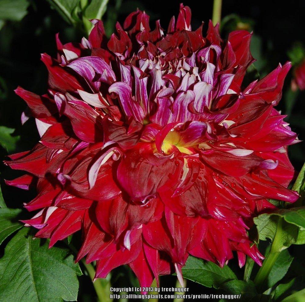 Photo of the bloom of Dahlia 'Clearview Magic' posted by treehugger ...