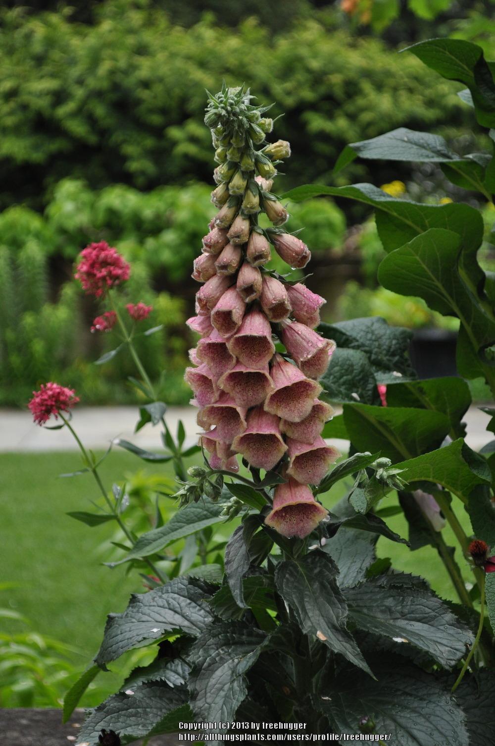 Foxgloves: Plant Care and Collection of Varieties - Garden.org
