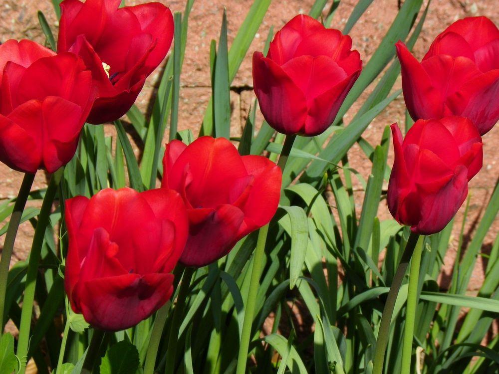 Photo of the bloom of Triumph Tulip (Tulipa 'Bastogne') posted by ...