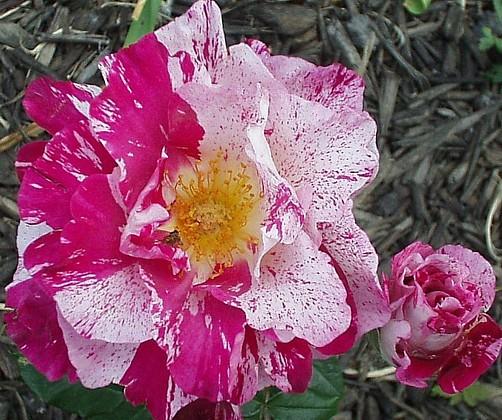 Photo of the bloom of Rose (Rosa 'Tigress') posted by purpleinopp ...