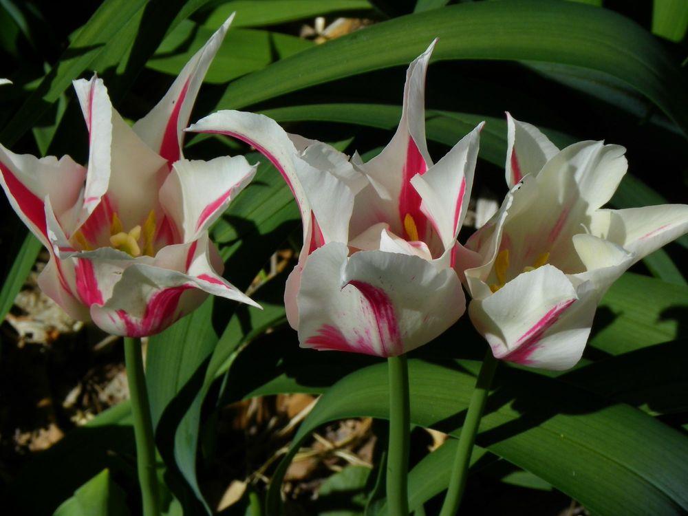 Photo of the bloom of Lily Flowering Tulip (Tulipa 'Marilyn') posted by ...