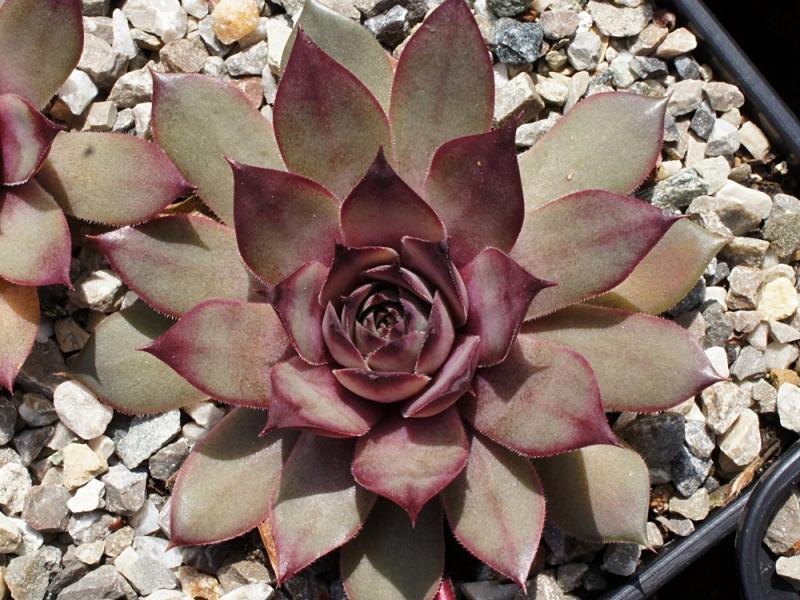 Photo of the entire plant of Hen and Chicks (Sempervivum 'Blue Balou ...